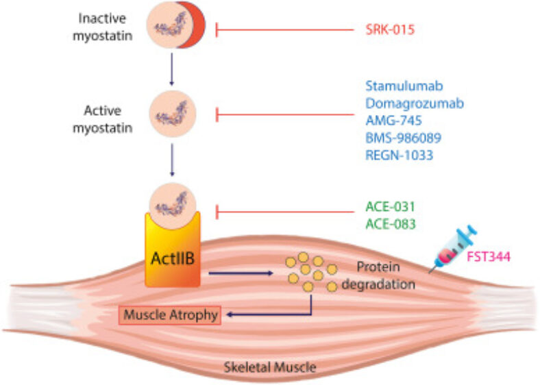 ACE-031 Peptide for Bodybuilding: Benefits, Dosage, Results